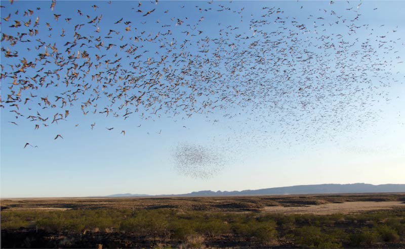 How hawks hunt bat prey - South Africa Today