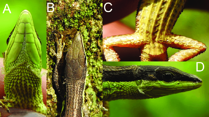 An elusive lizard thought to live only in India makes an appearance in ...