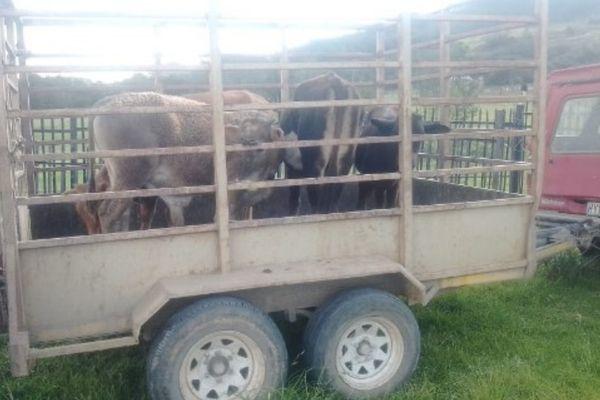 2 Arrested with stolen cattle, KatKop - South Africa Today