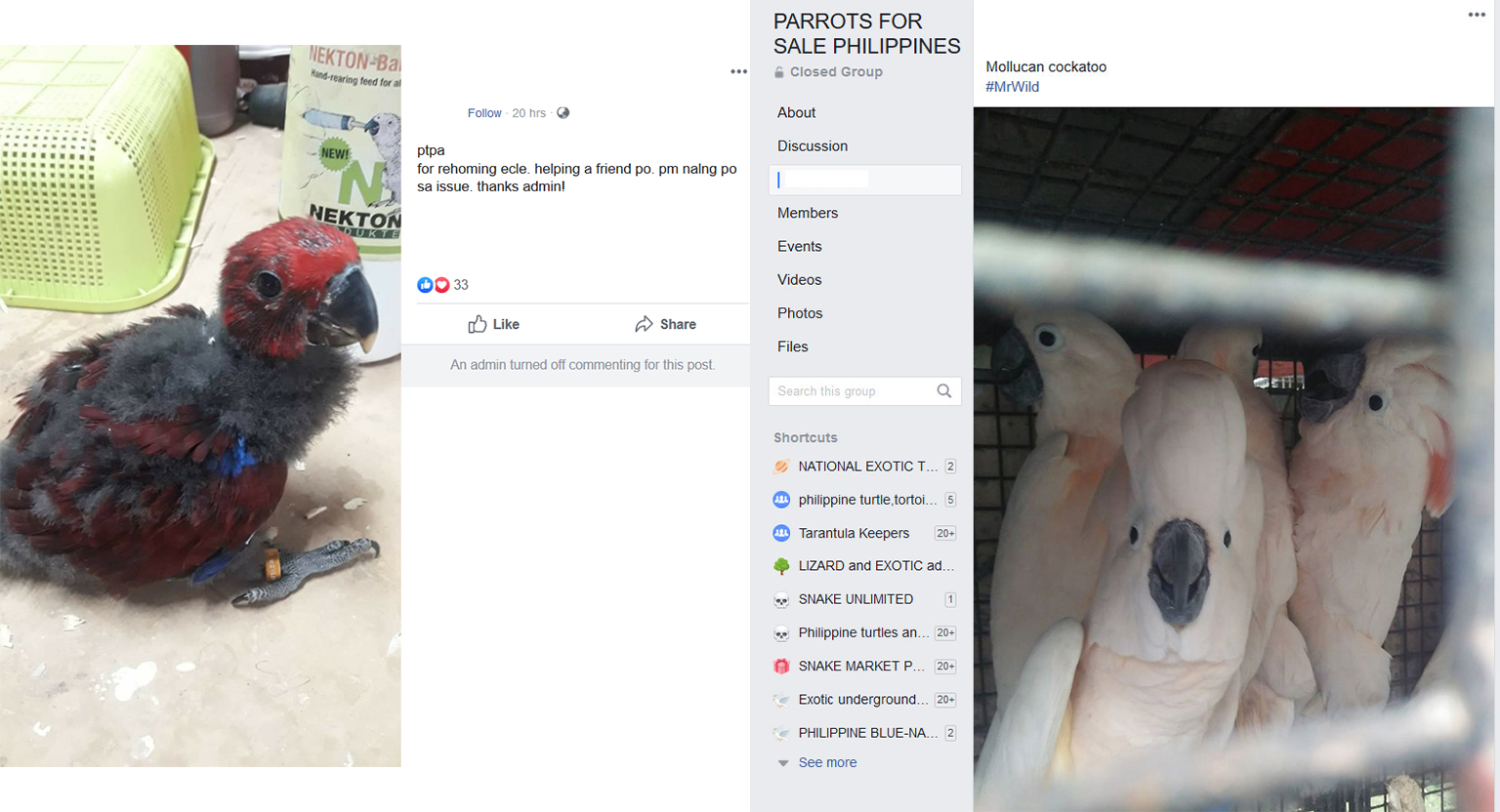 Survey finds thriving online market for Indonesian birds in Philippines ...
