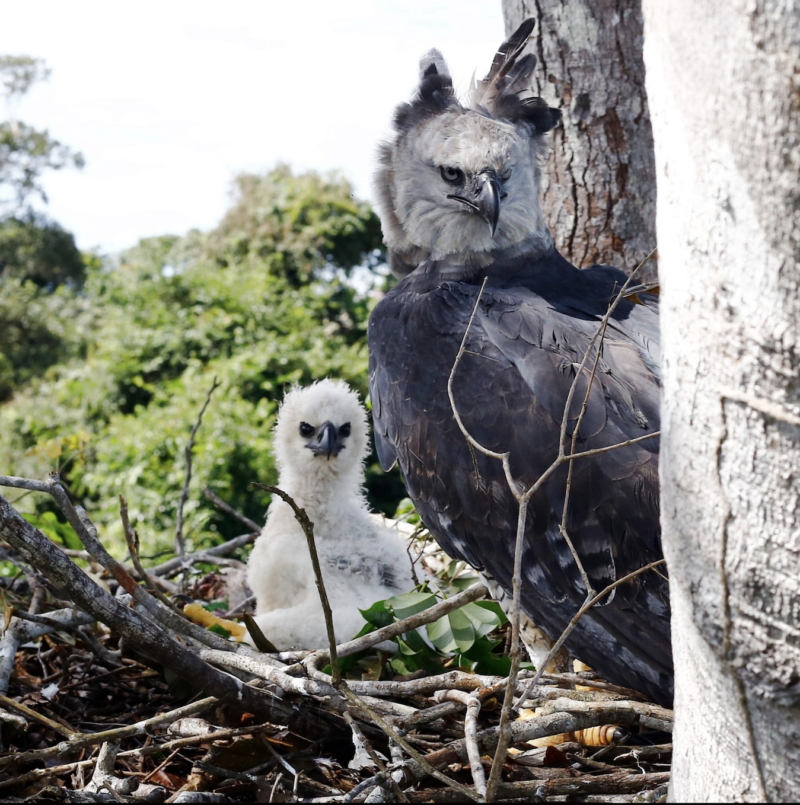 The challenge of protecting the Amazon’s largest bird of prey - South ...