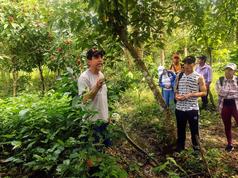 Colombia’s ‘tree of life’ births a new culinary and conservation ...