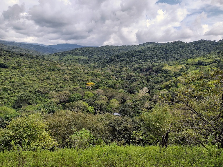 Colombia’s ‘tree of life’ births a new culinary and conservation ...
