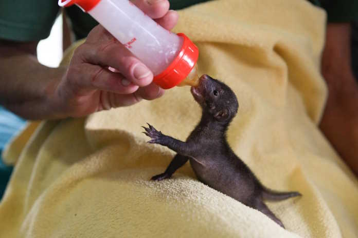 Centre for Rehabilitation of Wildlife (CROW) Appeals for Support ...