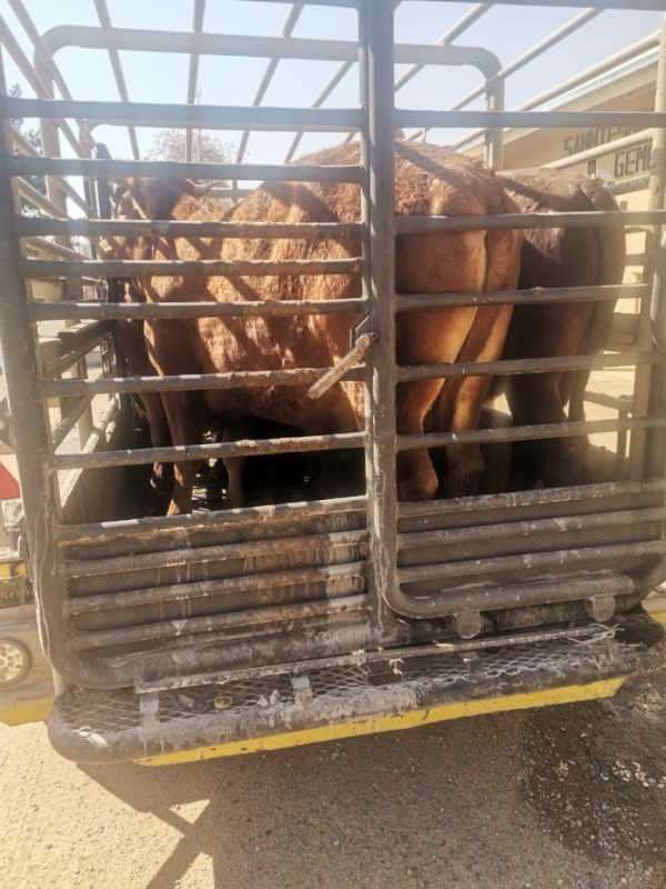 Stolen cattle recovered as three suspects are arrested for stock theft ...