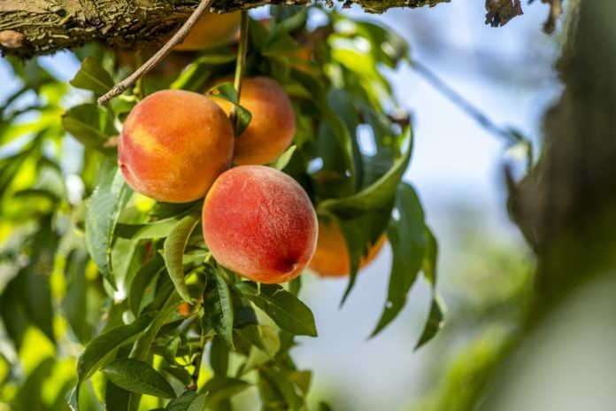 Juicy & delicious – Welcome to SA’s stone fruit season - South Africa Today