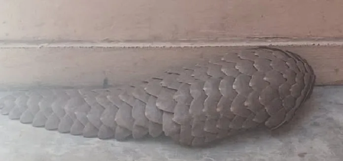 Flying Squad Arrests Duo for Endangered Species Possession - South ...