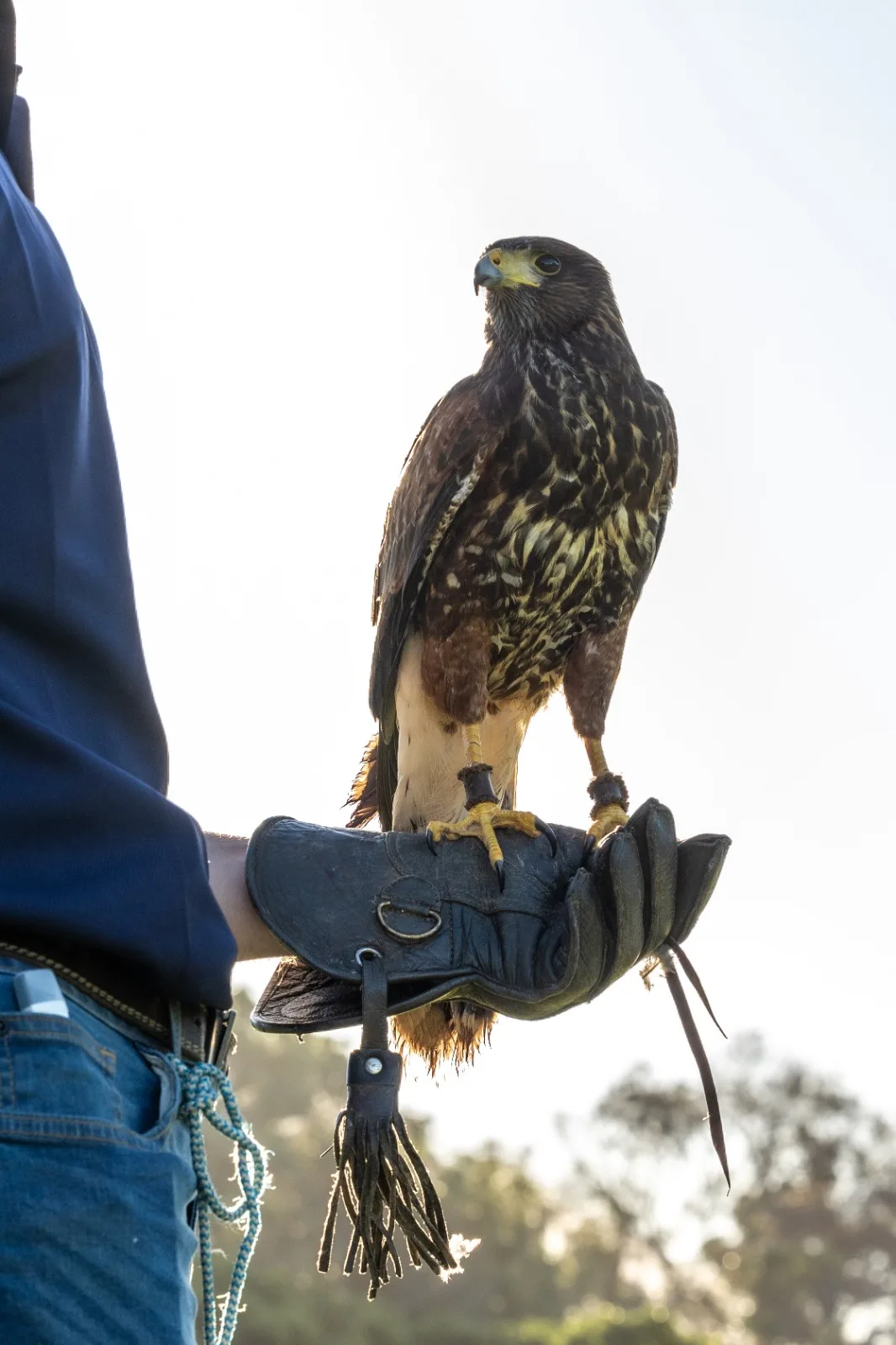Eco-Friendly bird abatement gains ground as poison loses favour - South ...